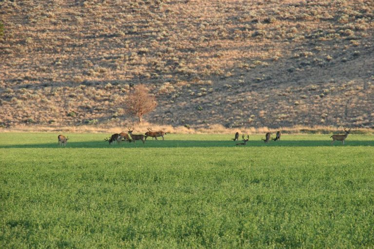 Membership Spotlight: Scott River Ranch - Oregon Tilth