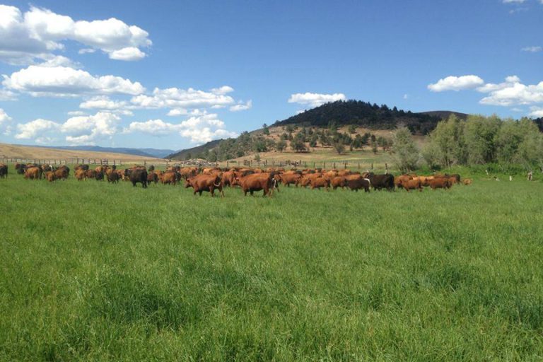 Membership Spotlight: Scott River Ranch - Oregon Tilth