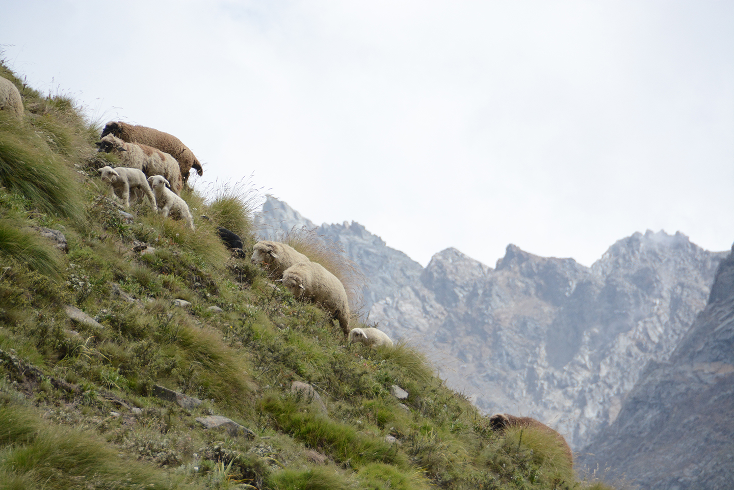 Getting Fleeced - Oregon Tilth
